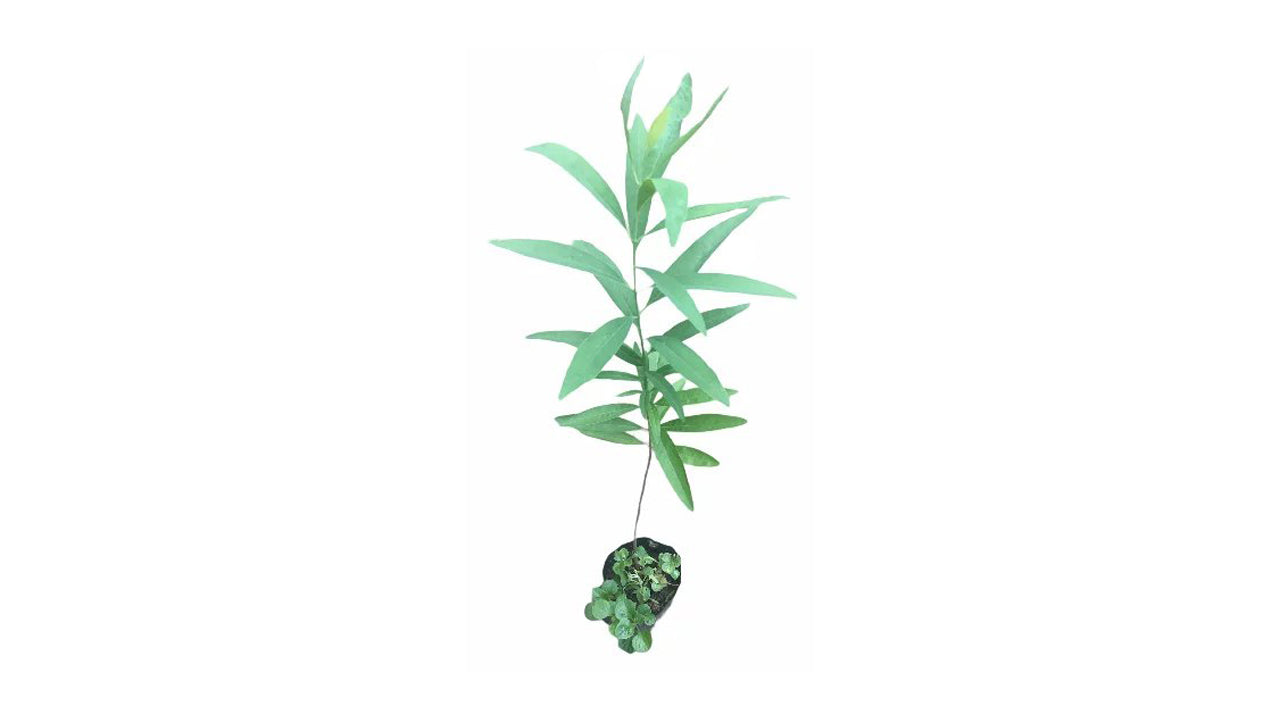 Lakpura SandleWood (Sudu Hadun) Medicinal Plants – Lakpura®
